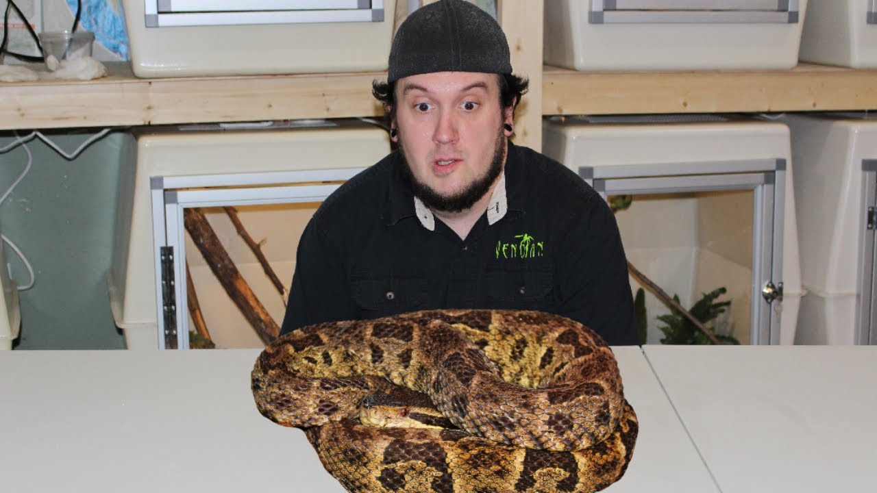 EXTREMELY RARE VIPER First Time Ever Filmed. (part 5 fastest vipers ...