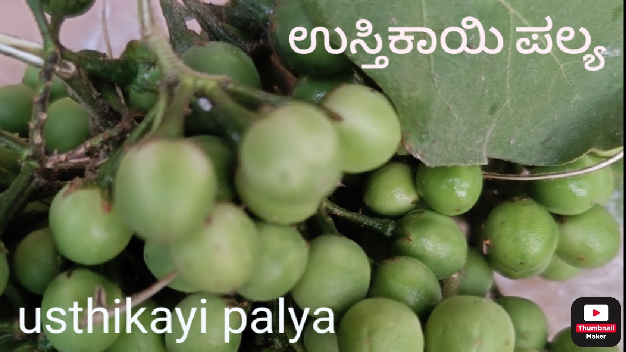 How to make usthikayi palya| turkey berry recipe|Healthy recipe. - YouTube