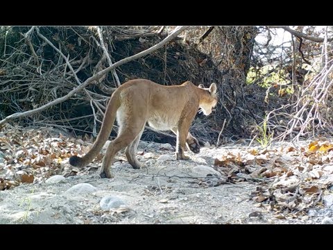 Day in the life of the Mountain Lion!  Spring 2018 Orange County