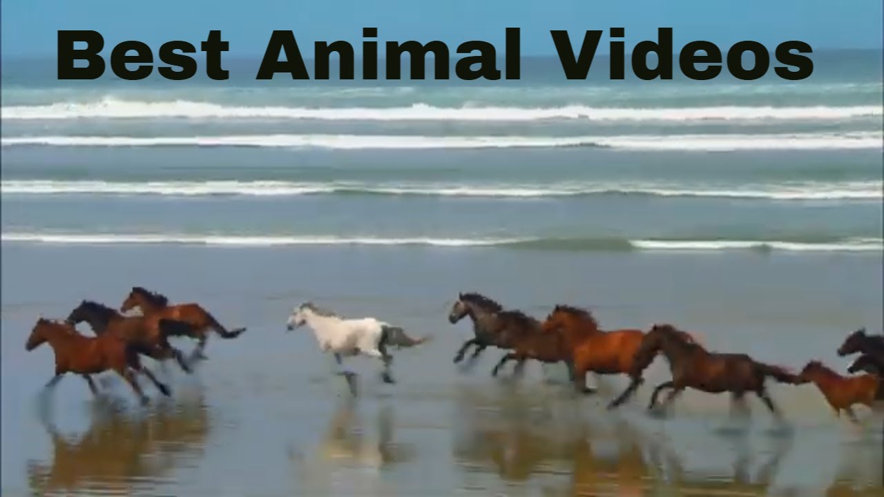 Best Animal Videos Of The World - Scenic Wildlife Video With Music ...