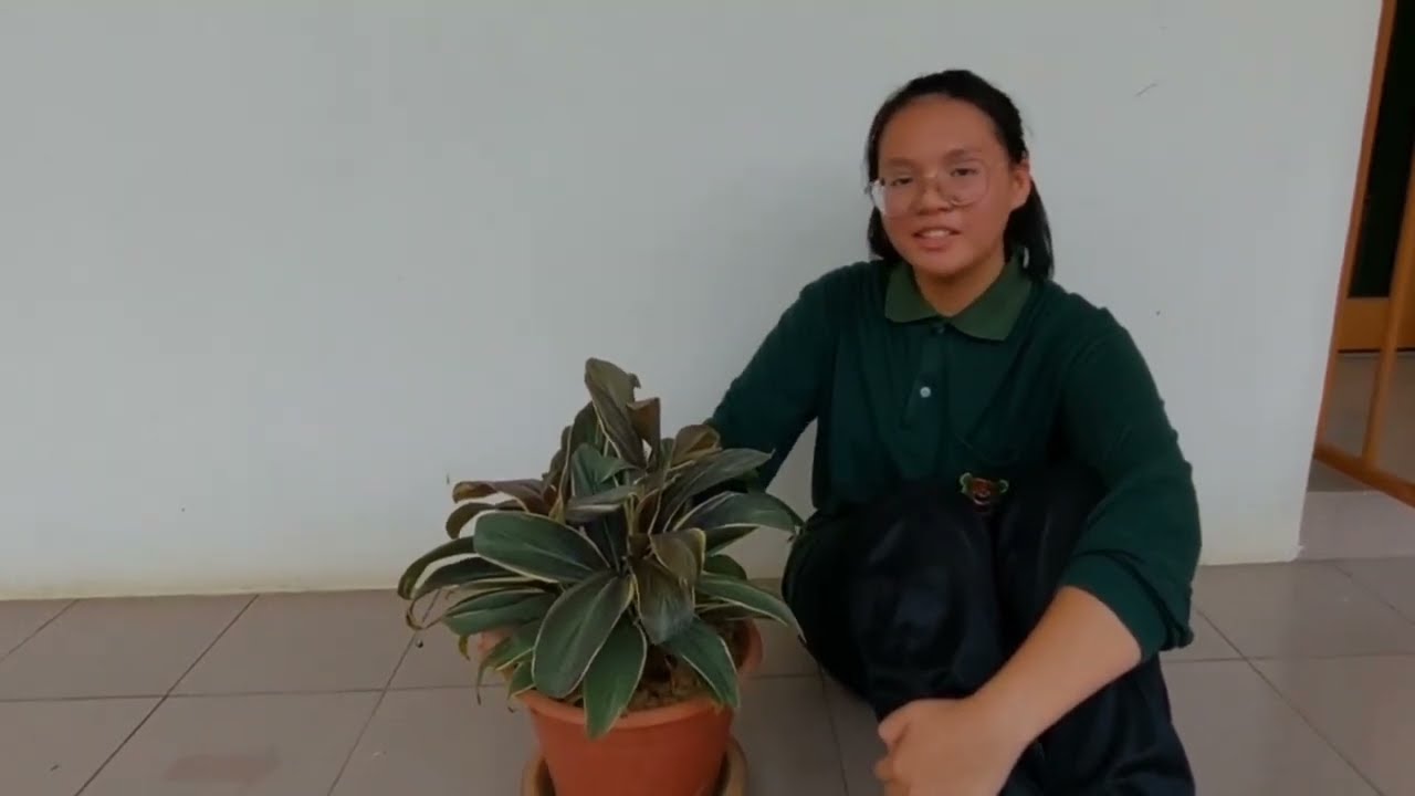 YIC2022 - Dino007 from SMK SEBAUH - YouTube