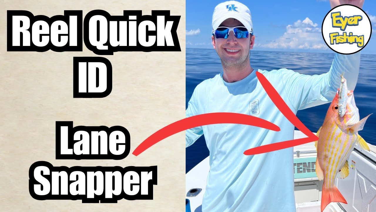 How to Identify Lane Snapper (Lutjanus synagris) | Saltwater Fish ID ...