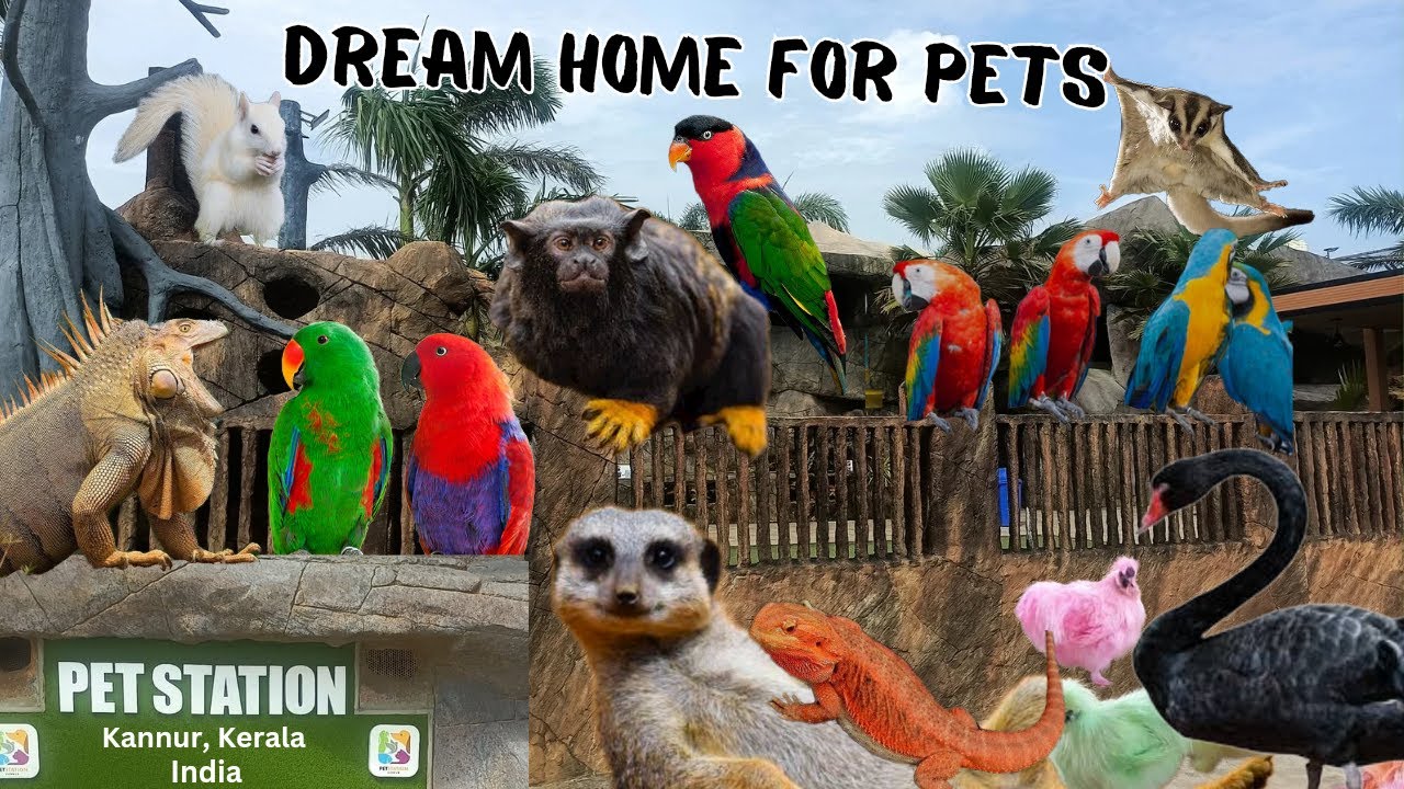 Pets Dream Home Goes Viral | Animal Lovers should watch | - YouTube