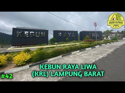 KEBUN RAYA LIWA (KRL) || IZIN LEWAT YANG PUNYA WILAYAH LAMPUNG BARAT ...