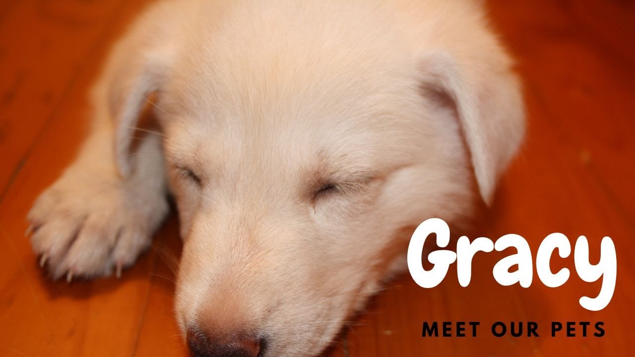 Gracy - our dog - YouTube