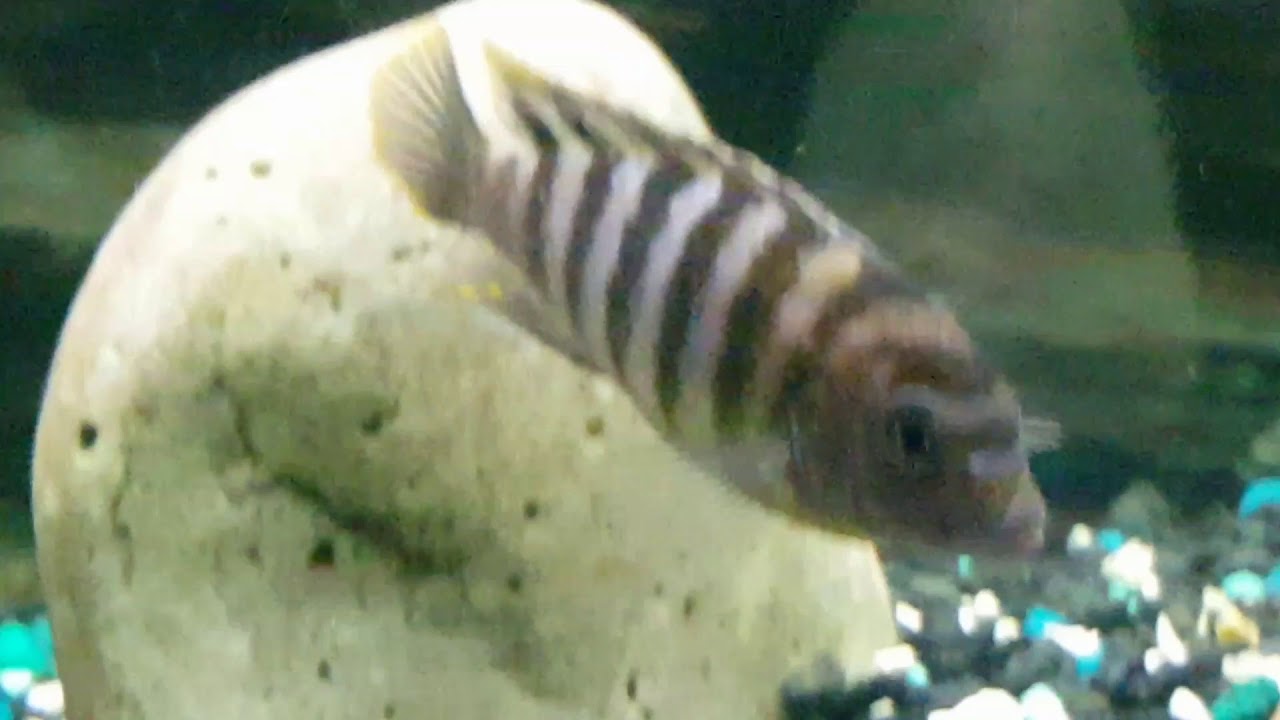 Female Kenyi African Mbuna Cichlid - YouTube