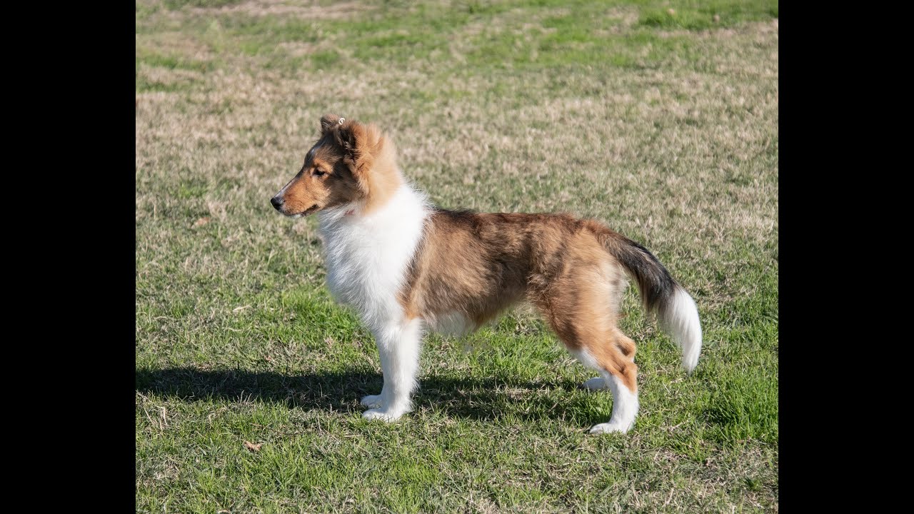 Sheltie puppy 2x2 weave training 8 28 24 - YouTube