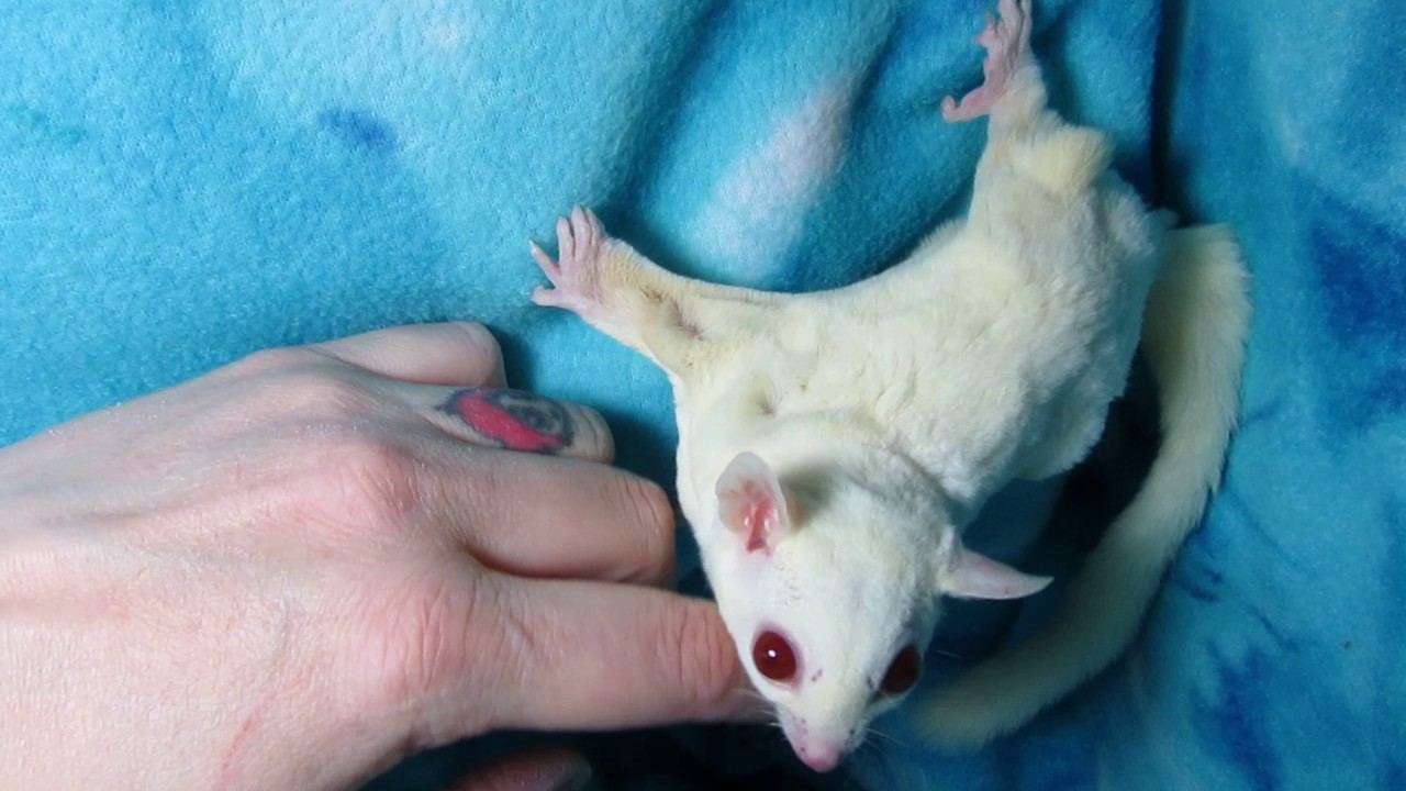 Sally Ruby Leu - Available - YouTube