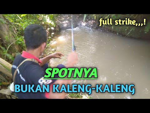 GACOR,,,! Mancing Wader/Benter/Paray Strike Babon Terus | Pakai Umpan Andalan | Spot Kali ...