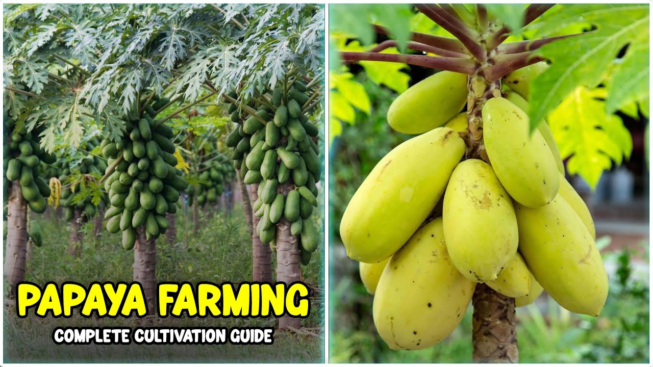 Papaya Farming - Seed Sowing, Planting, Fertilizing, Irrigation, Pest ...