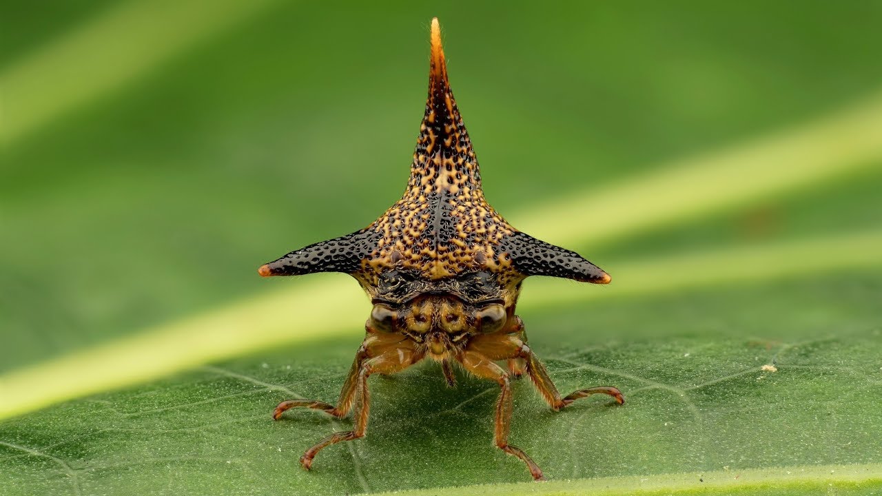 Treehopper from Ecuador - YouTube