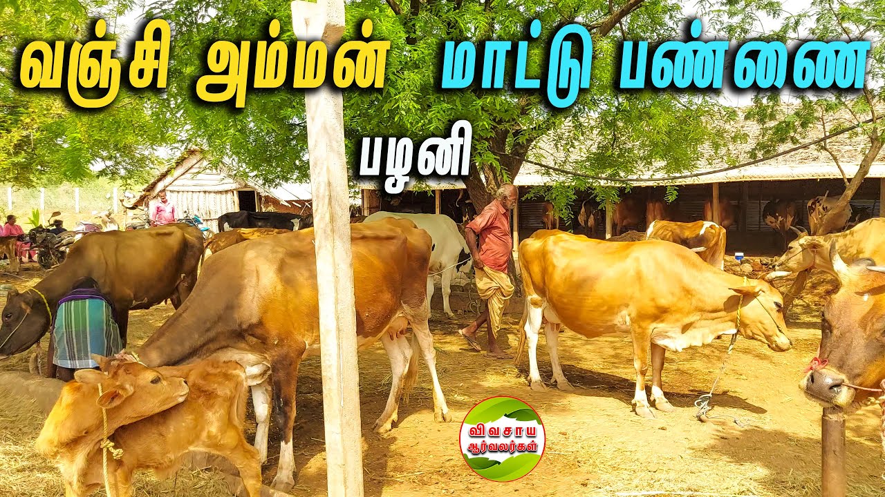 11-ஆம் வகுப்பு மாணவனின் மாட்டு பண்ணை|வஞ்சியம்மன் மாட்டு பண்ணை #palani # ...