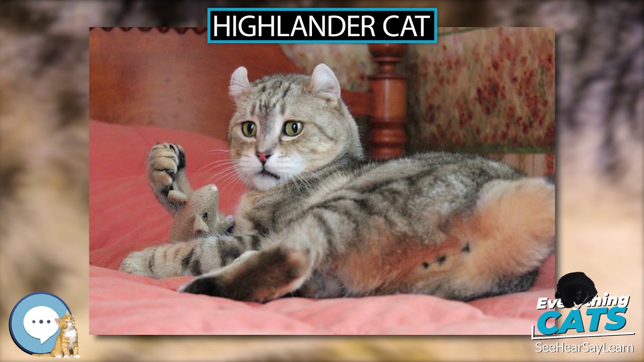 Highlander cat 🐱🦁🐯 EVERYTHING CATS 🐯🦁🐱 - YouTube