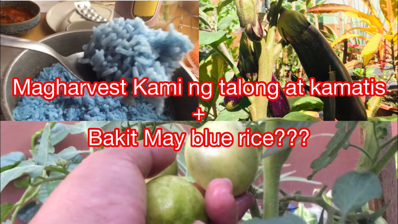 Nagharvest Kami ng talong at kamatis + Bakit May blue rice? - YouTube