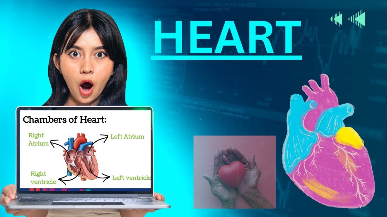 Human Heart | Basic anatomy | Chambers | Valves |Coronary artery - YouTube