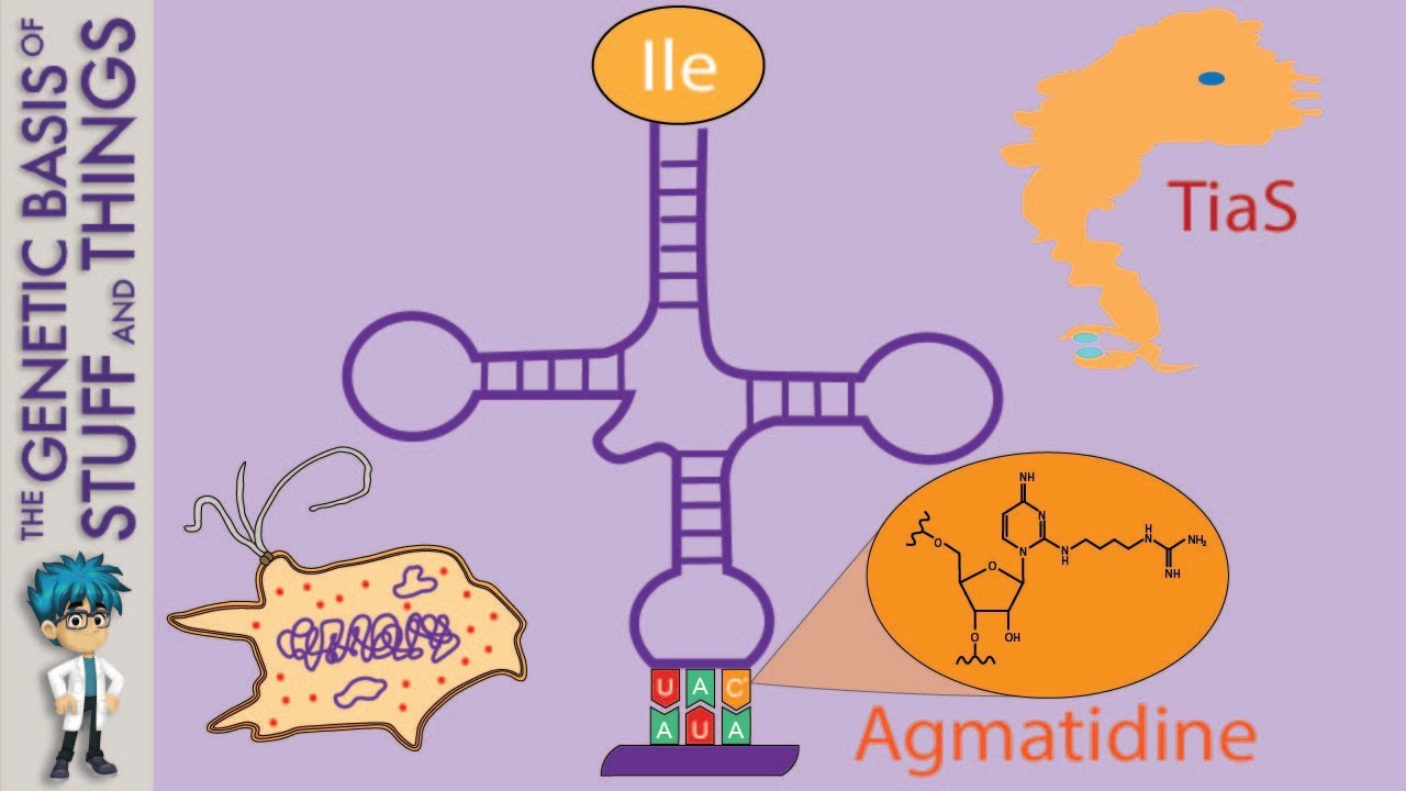 Agmatidine–conjugated cytidine enabling isoleucine AUA codon ...