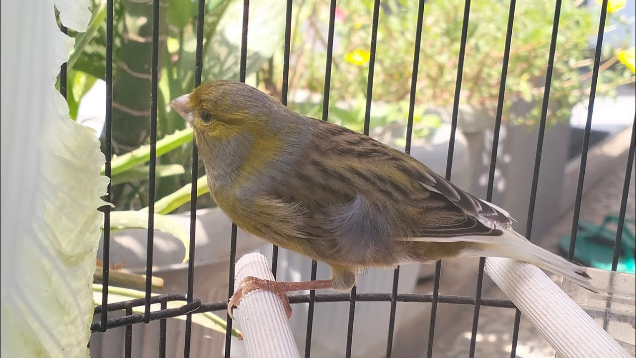 Canary Birds Love to Sing - Canary Fat Body - YouTube
