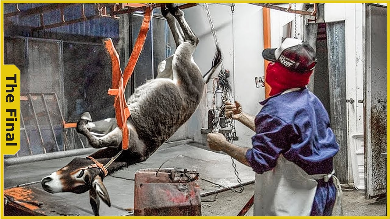 How Millions Of Donkeys Are Processed In Factories ? - Donkey Meat ...