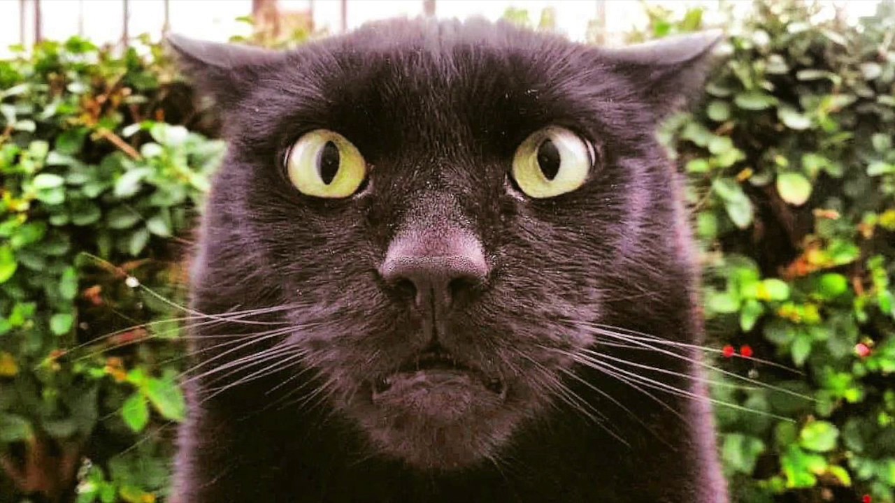 Plato's Cat - "Plato's Cat" - YouTube
