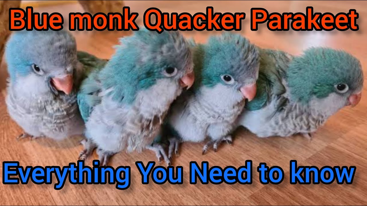Information about Blue Monk Quacker Parakeet | Everything You Need to ...