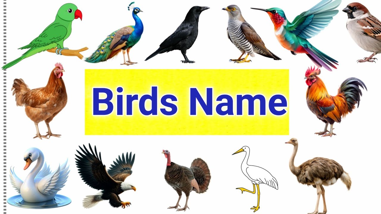 20 birds name in english | Birds Name In English | Names of Birds ...