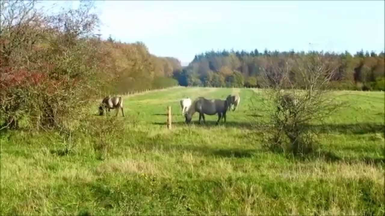 Stiftungsland Schäferhaus (Truppenübungsplatz Nord) 2015 - YouTube