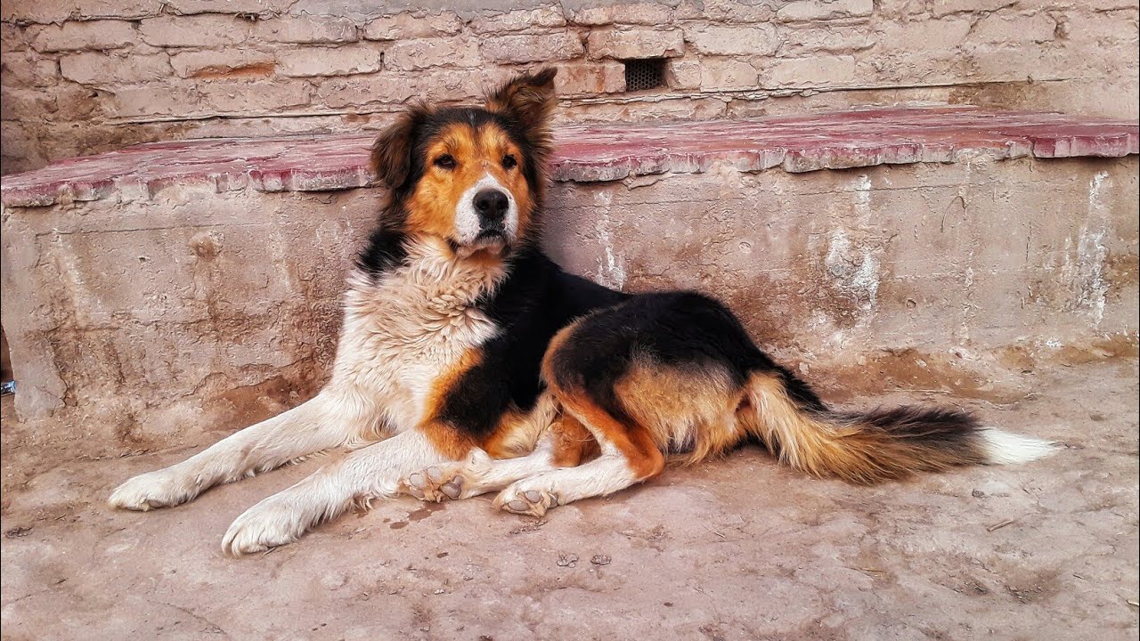 IT Jangi#itlarjangi#film#like#new#itvabori#kino#shorts#music - YouTube