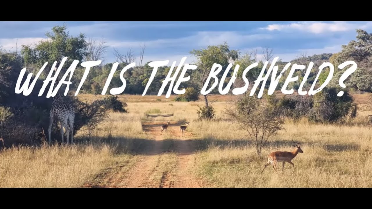 What is the Bushveld? - YouTube