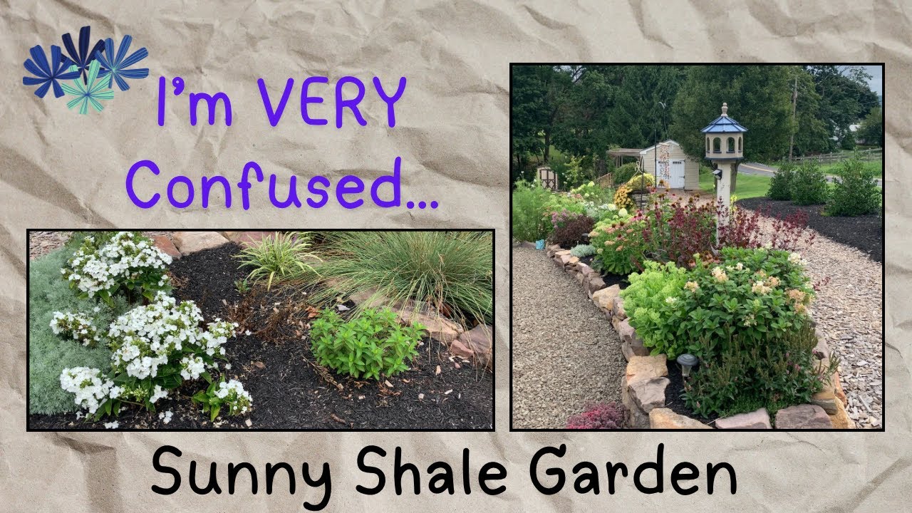 What happened to my PLANTS? / 2024 Garden Update 🌱// Sunny Shale Garden #garden #plants #flowers ...