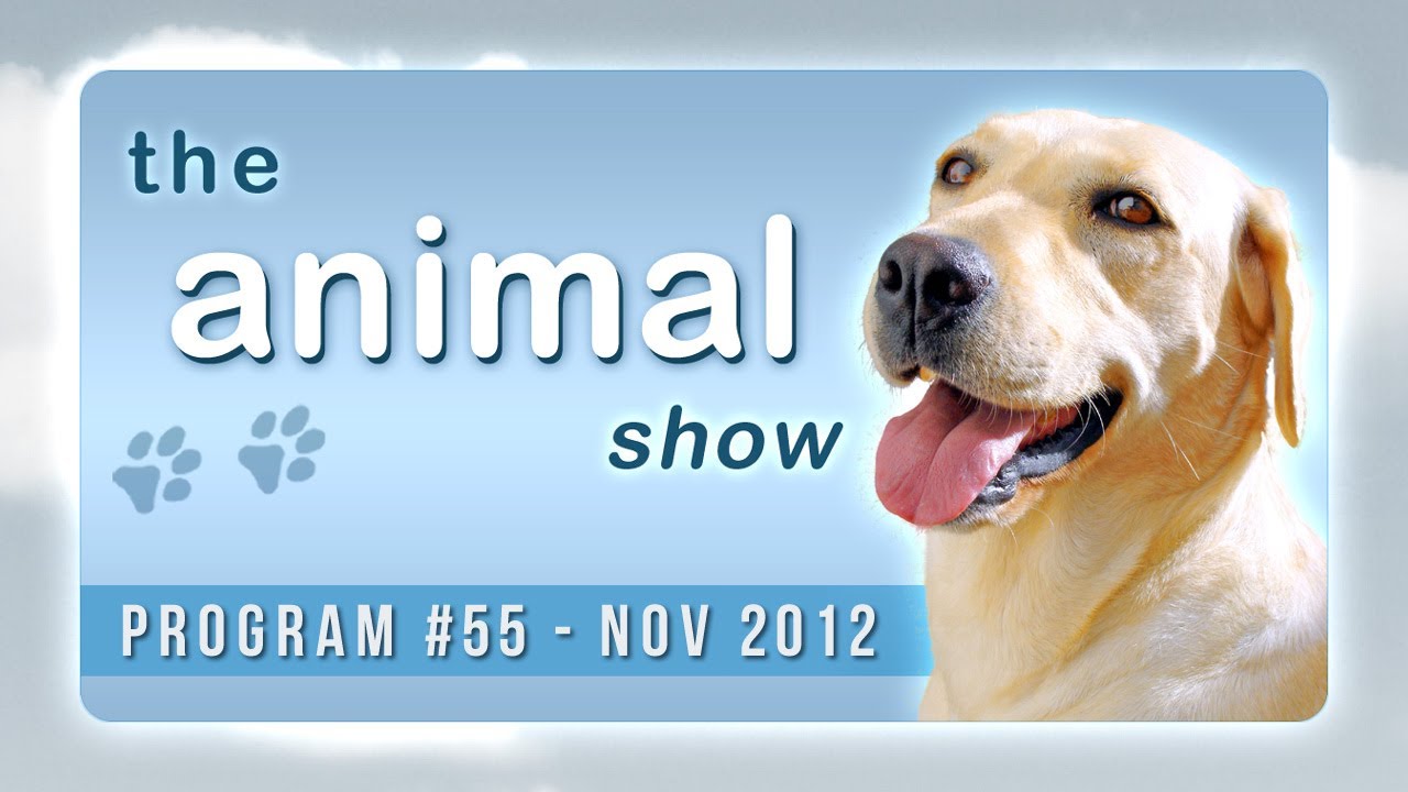 Animal Show 55 - Nov 2012 - YouTube
