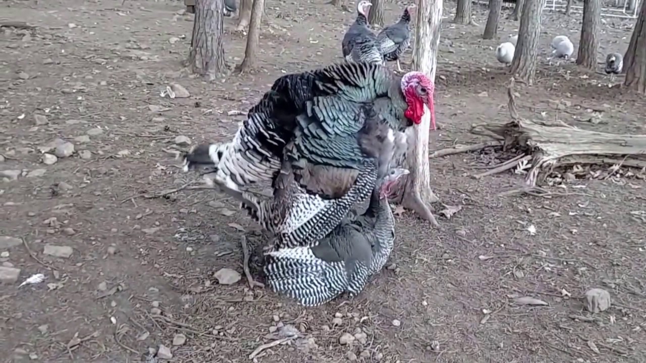 Jive Turkeys - YouTube
