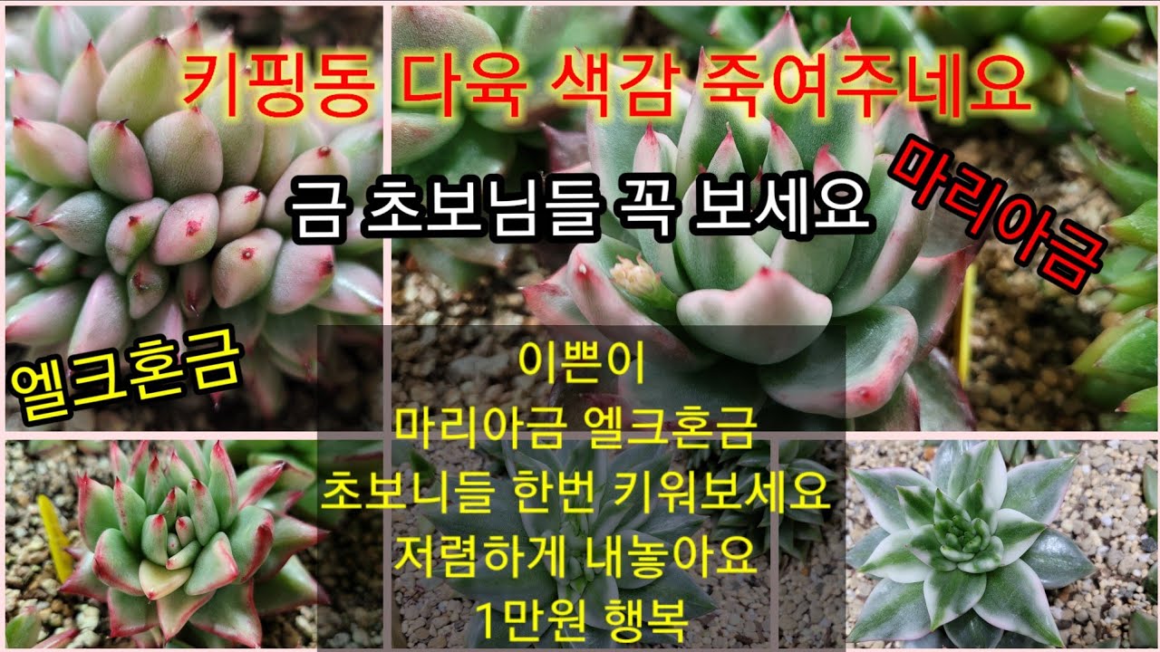 1월5일 초보님들 엘크혼금 마리아금 1만원부터 키워보실까요 넘 이쁜 금다육입니다다육 다육이 금다육 다육이키우기