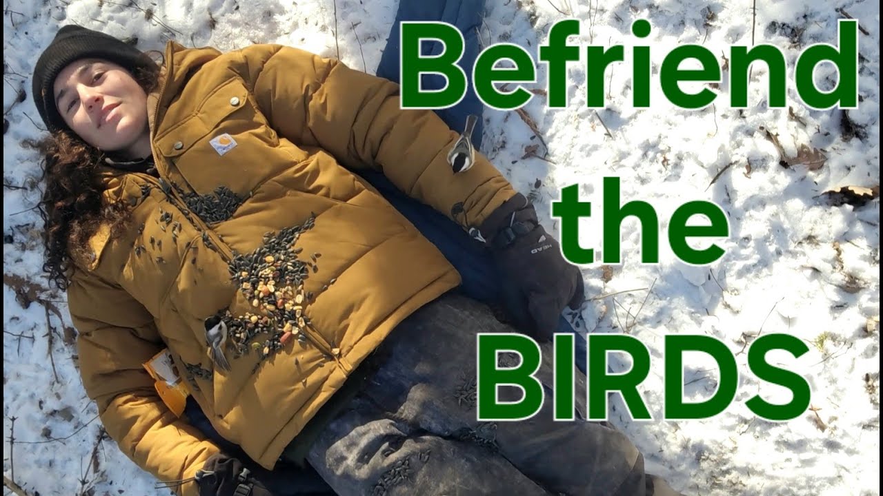 Taming wild birds to eat from your hand. Befriending wild chickadees ...