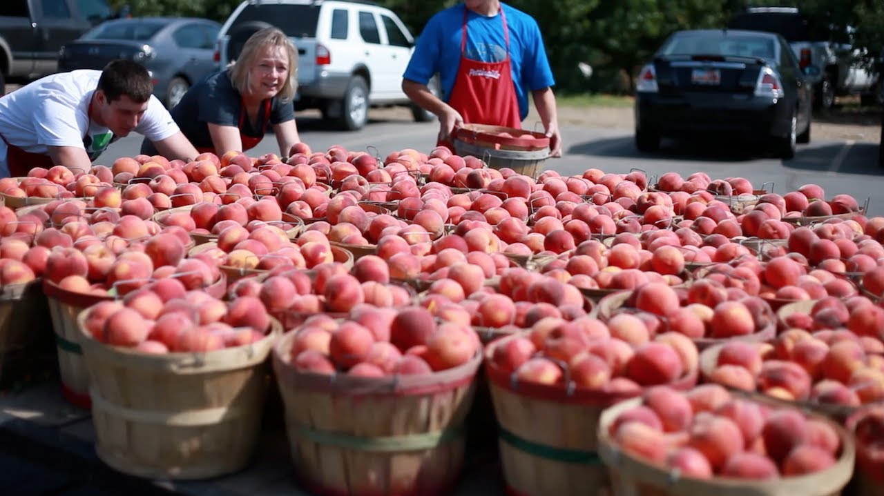 Peach Palooza: Field Trip - YouTube