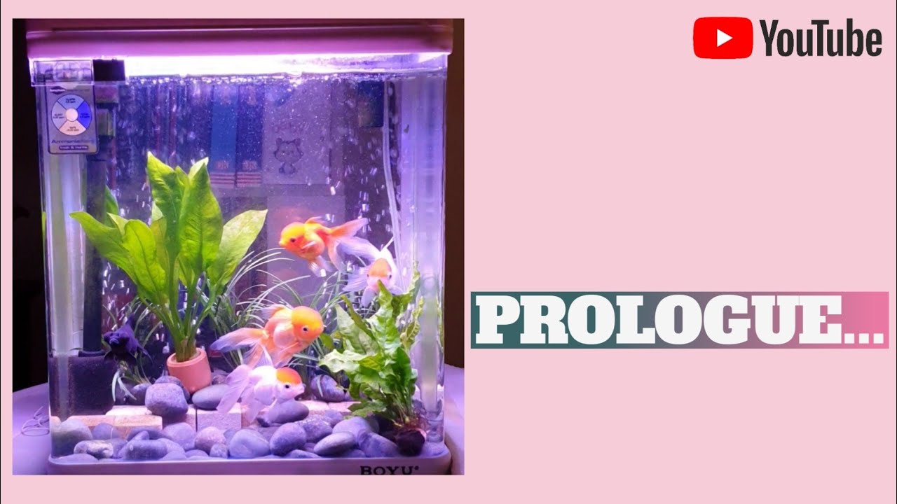 Prologue: An Overstocked Goldfish Tank - YouTube