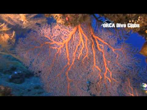 Orca Dive Club Bali - YouTube