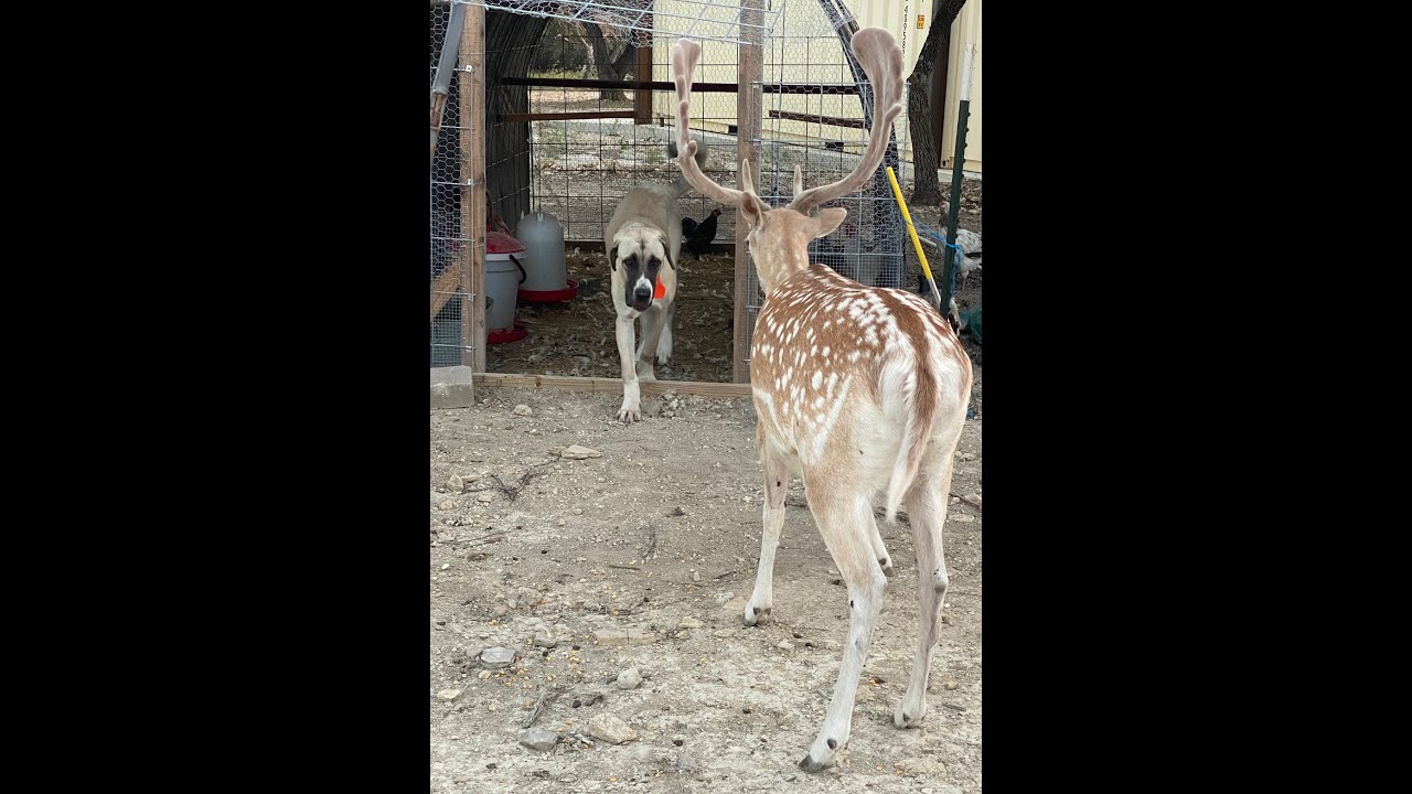 Boz Shepherds are Excellent Livestock Guardians Protecting Deer and ...