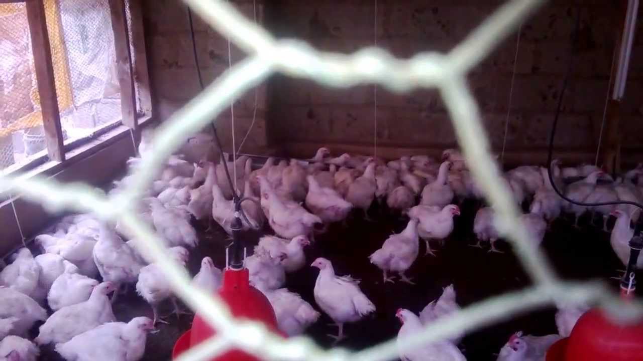 Broilers-Tam Tam Chicken 6 weeks old - YouTube