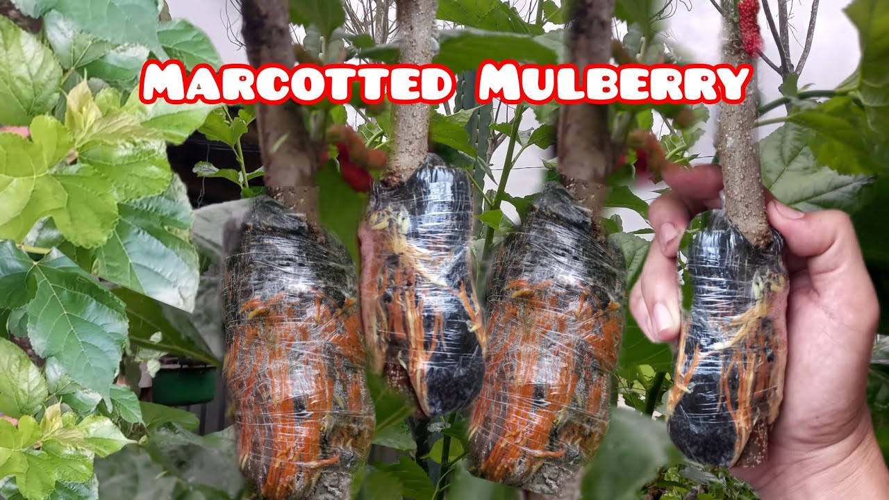 MARCOTTED MULBERRY @jasonarroyo6029 #mulberry #mulberryfruit #berries ...