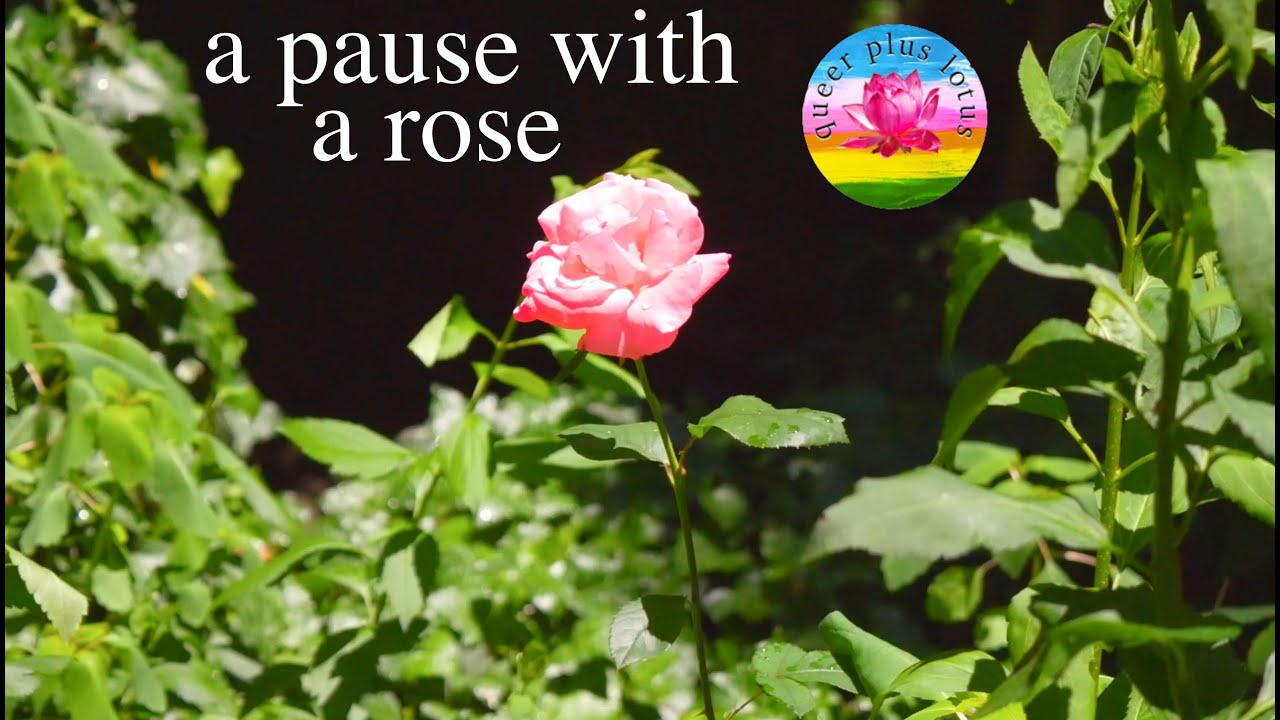 4 Minute Mindfulness Exercise | Taking a pause with a Rose 🌹 | Nature ...