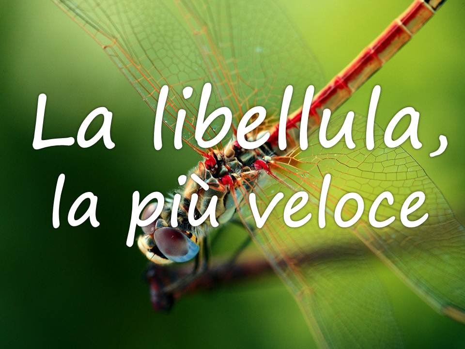 Insetti da record: la libellula, la più veloce - YouTube