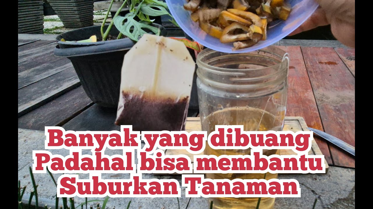 CARA MENGOLAH AMPAS TEH UNTUK TANAMAN AMPAS TEH SEGUDANG MANFAAT ...