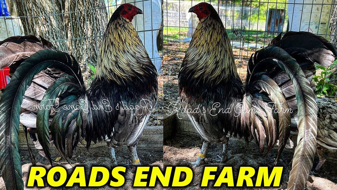 Beautiful Quality Birds ROADS end Farm - Farm Visit - YouTube