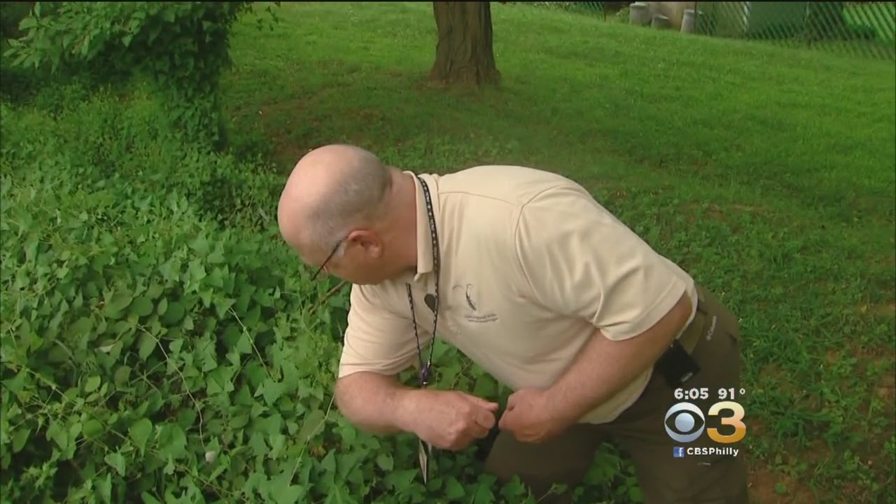 Battle Of Invasive Species Being Waged In NJ: Weevil vs. Vine - YouTube