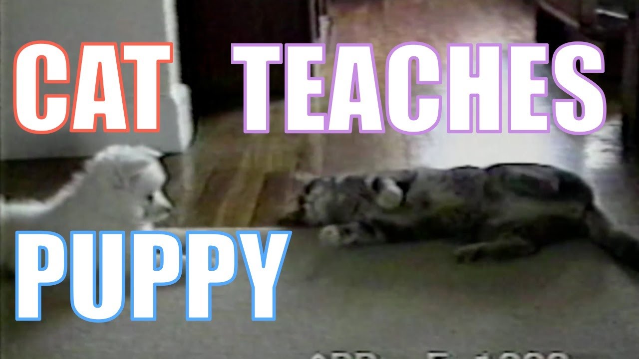 Cat Teaches Dog To Roll Over - YouTube