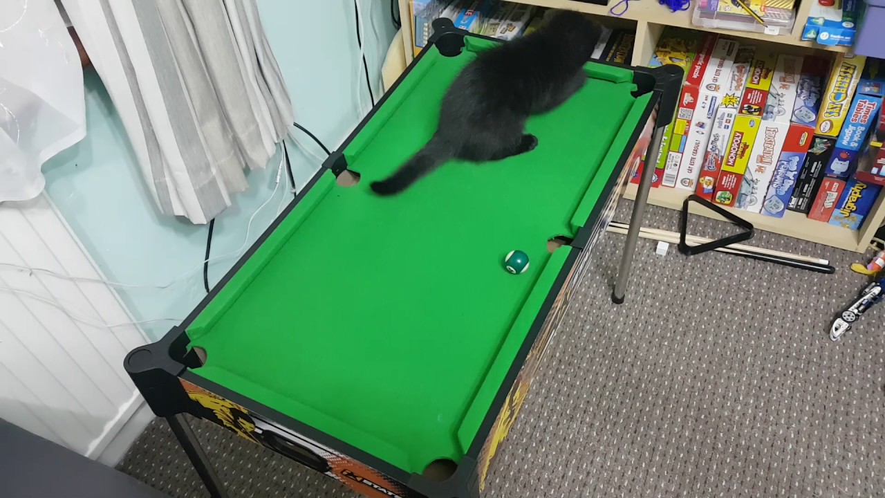 Cute kitten playing pool table - YouTube