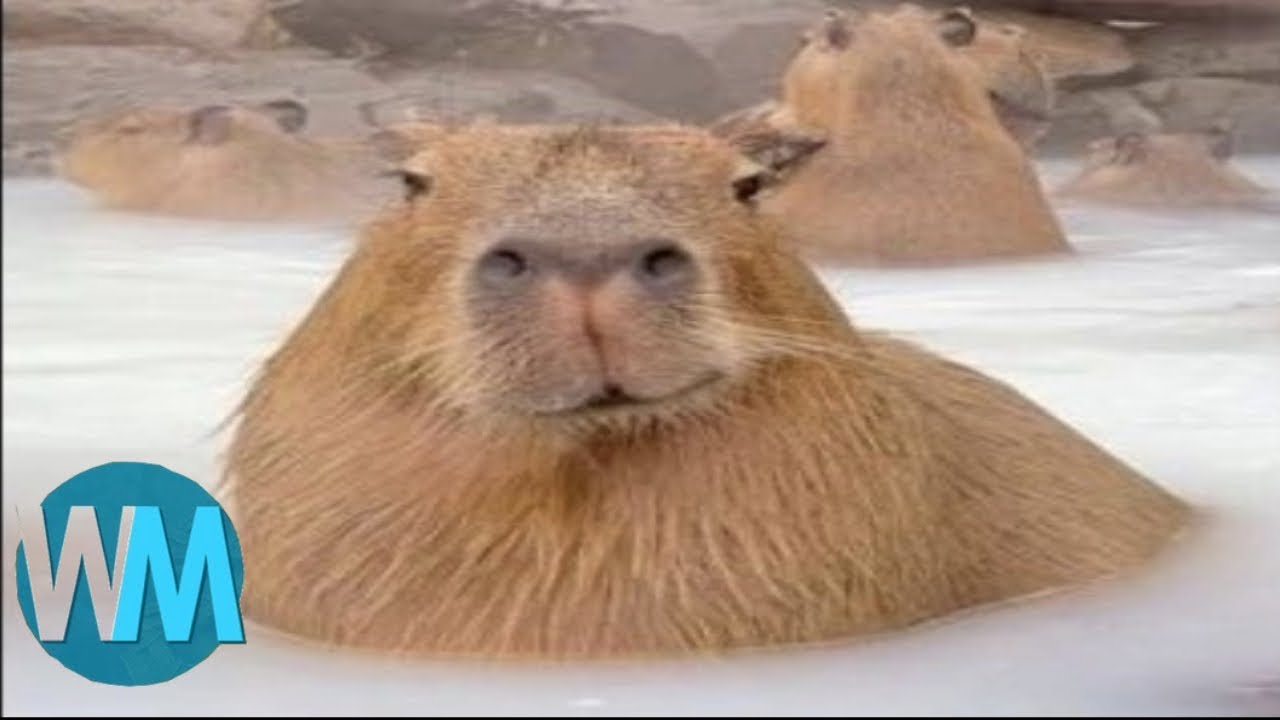 Top 5 Silly Capybara - YouTube