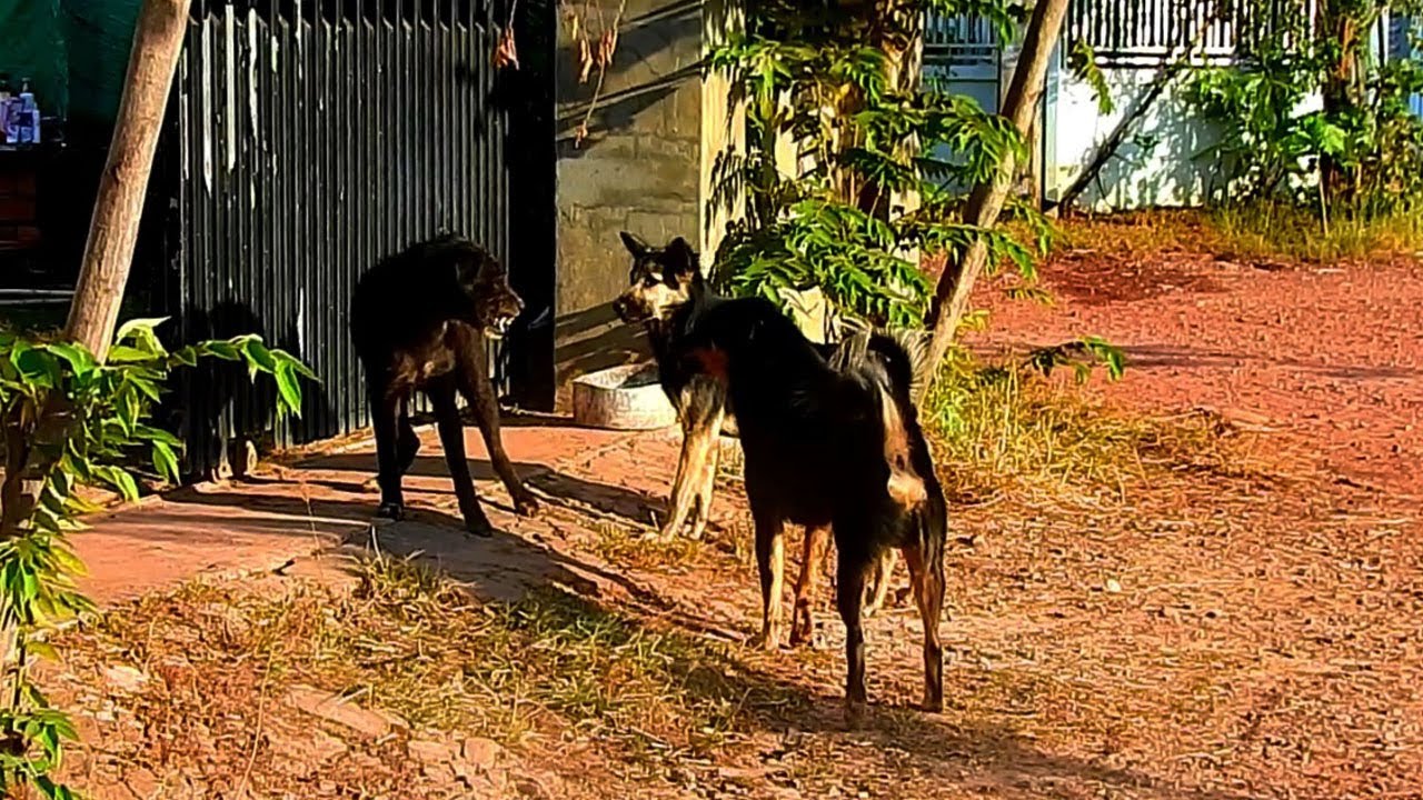 Are you ok Toto super fear boy ker and sister chear try to give some ...