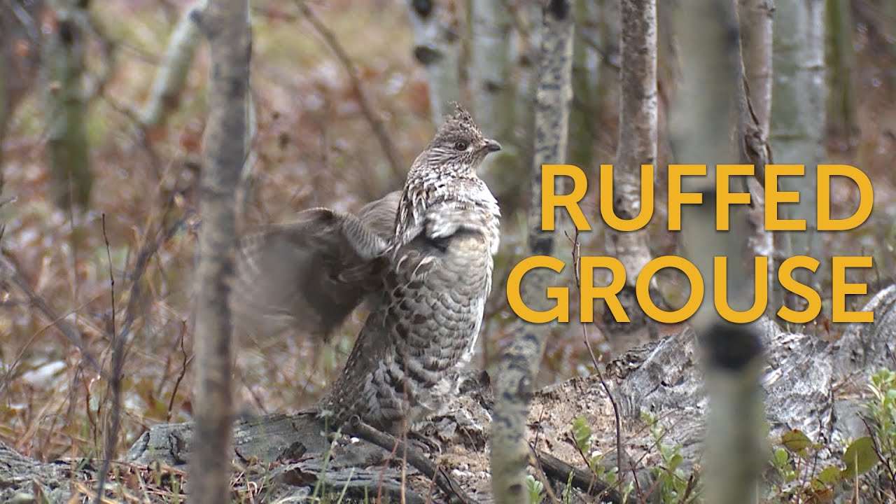 Ruffed Grouse Range