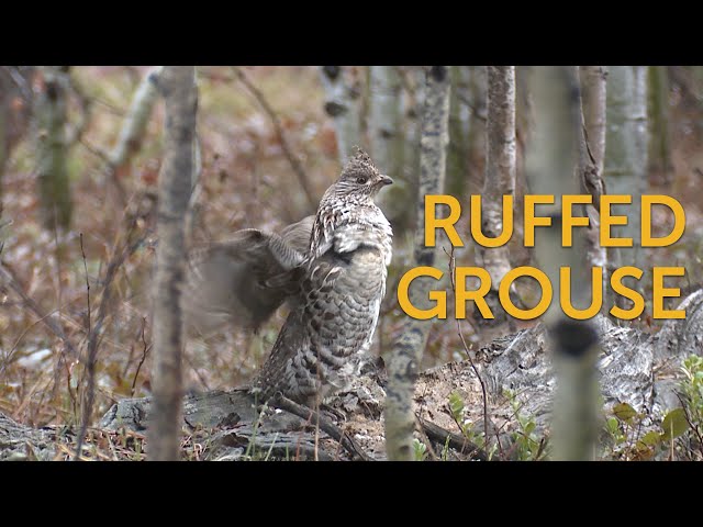 What Sounds Do Ruffed Grouse Make